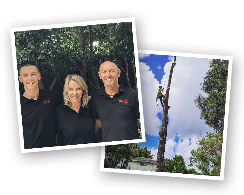 Tree Prunning Services | Arborist | Your Local Tree Guy
