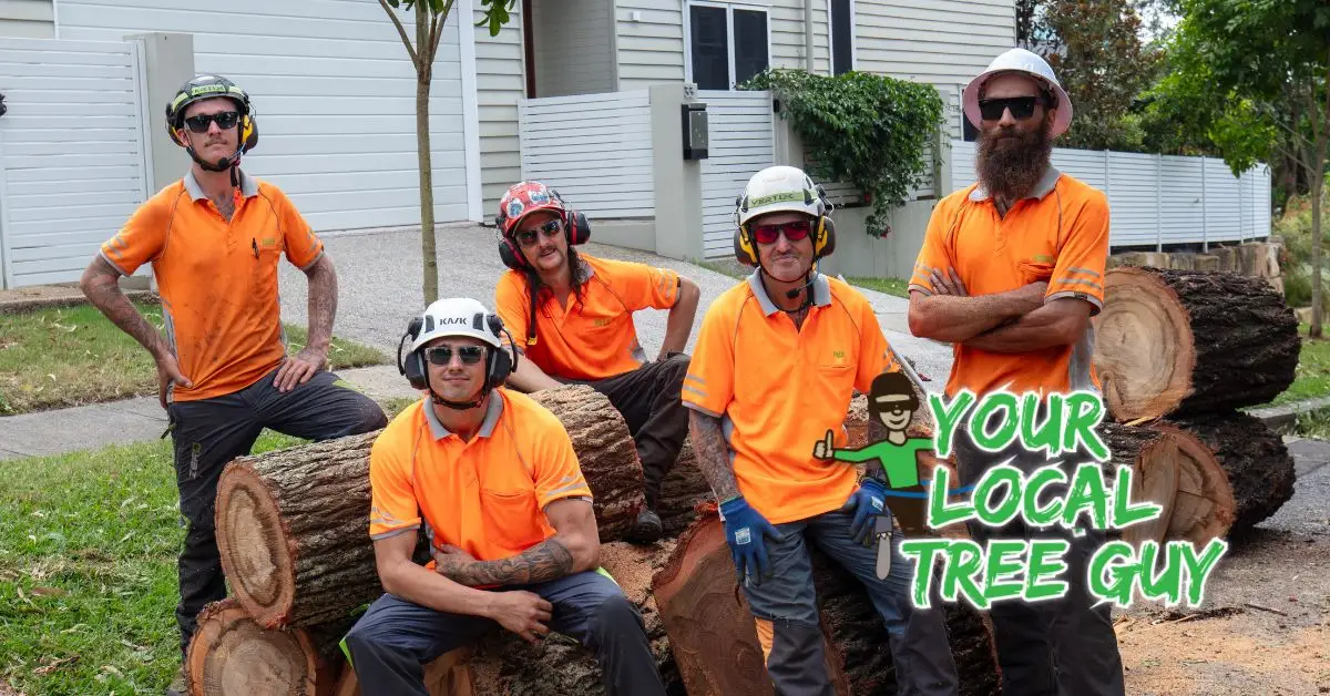 Tree Removal Brisbane | Affordable & Quick | Your Local Tree Guy