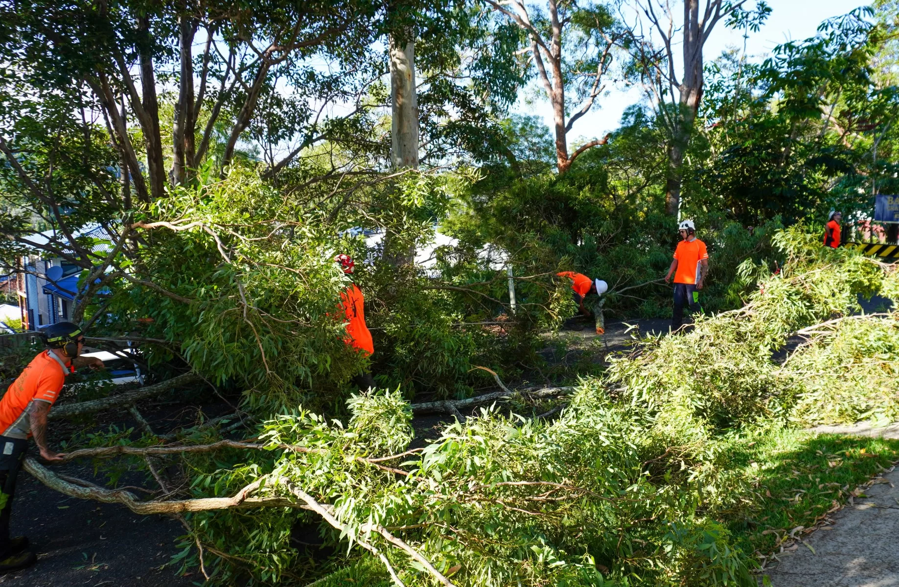 Brisbane City Council Tree Removal Laws and Regulations - Your Local ...